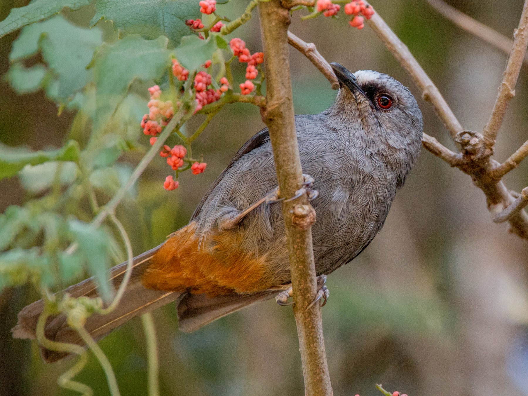 Abyssinian Catbird - eBird
