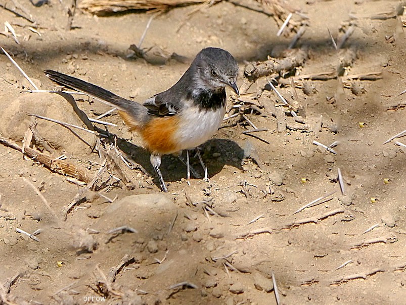 Banded Parisoma - eBird