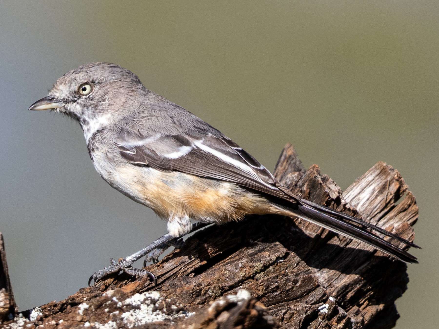 Banded Parisoma - eBird