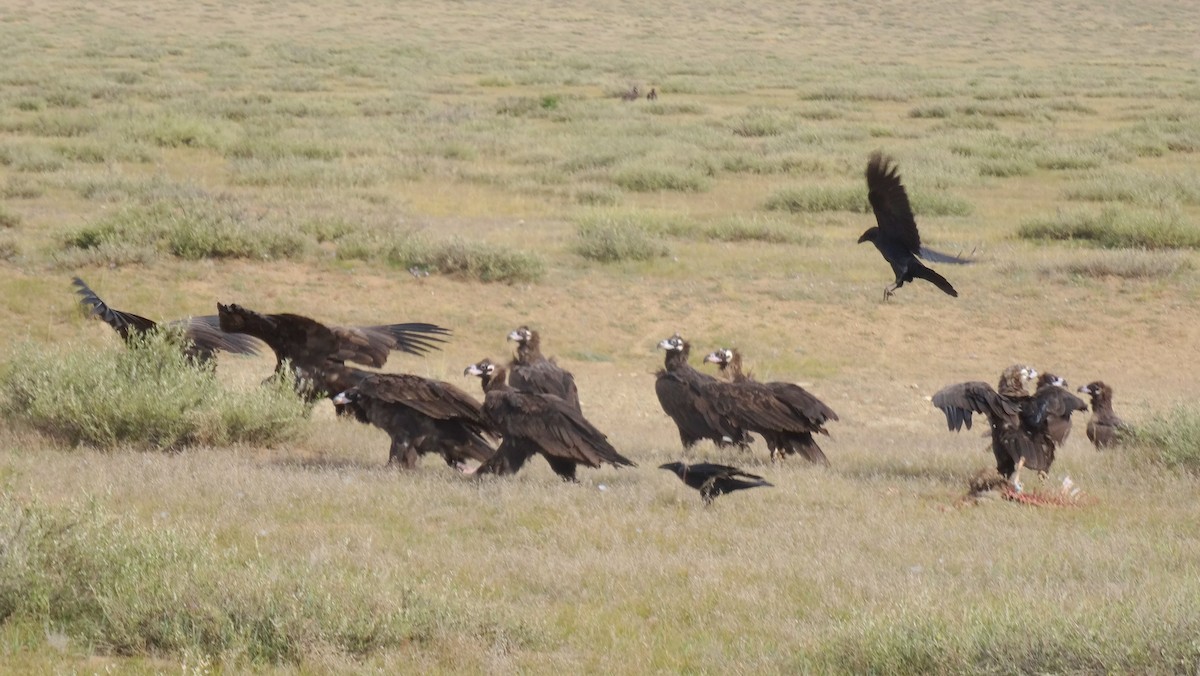 eBird Checklist - 19 Sep 2018 - Highway between Erdenesant and Lun - 1 ...