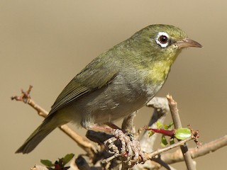 Abyssinian White-eye - Zosterops abyssinicus - Birds of the World