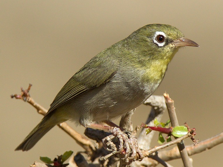 Abyssinian White-eye - eBird