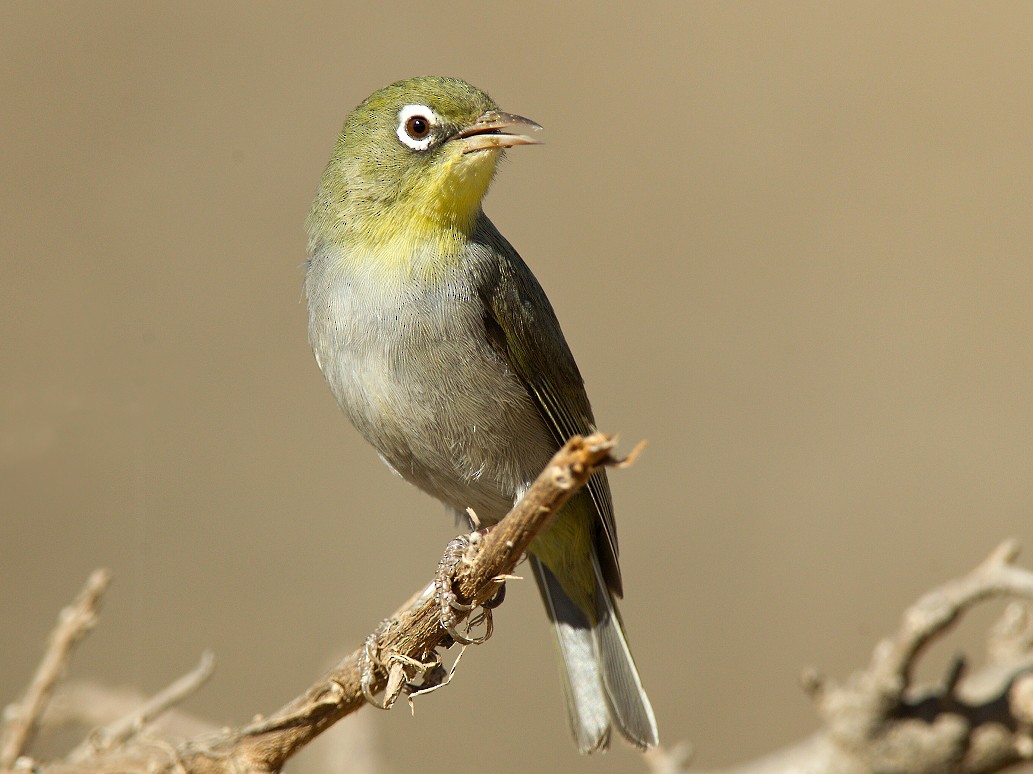 Abyssinian White-eye - eBird