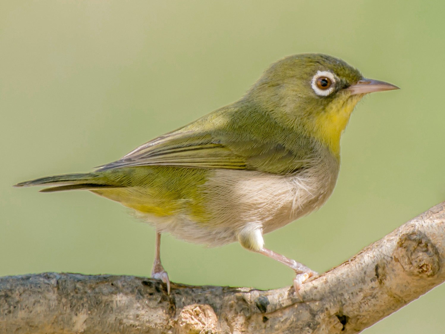 Abyssinian White-eye - eBird