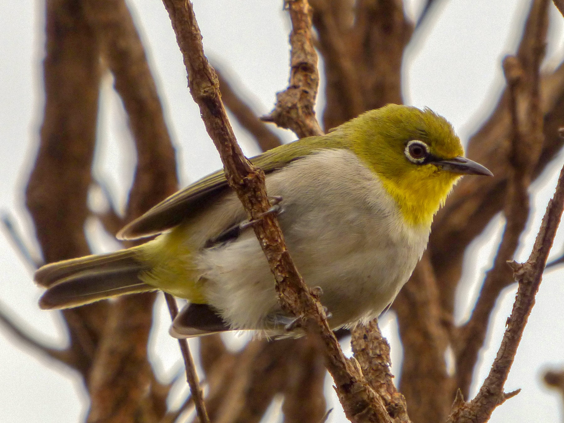Abyssinian White-eye - eBird
