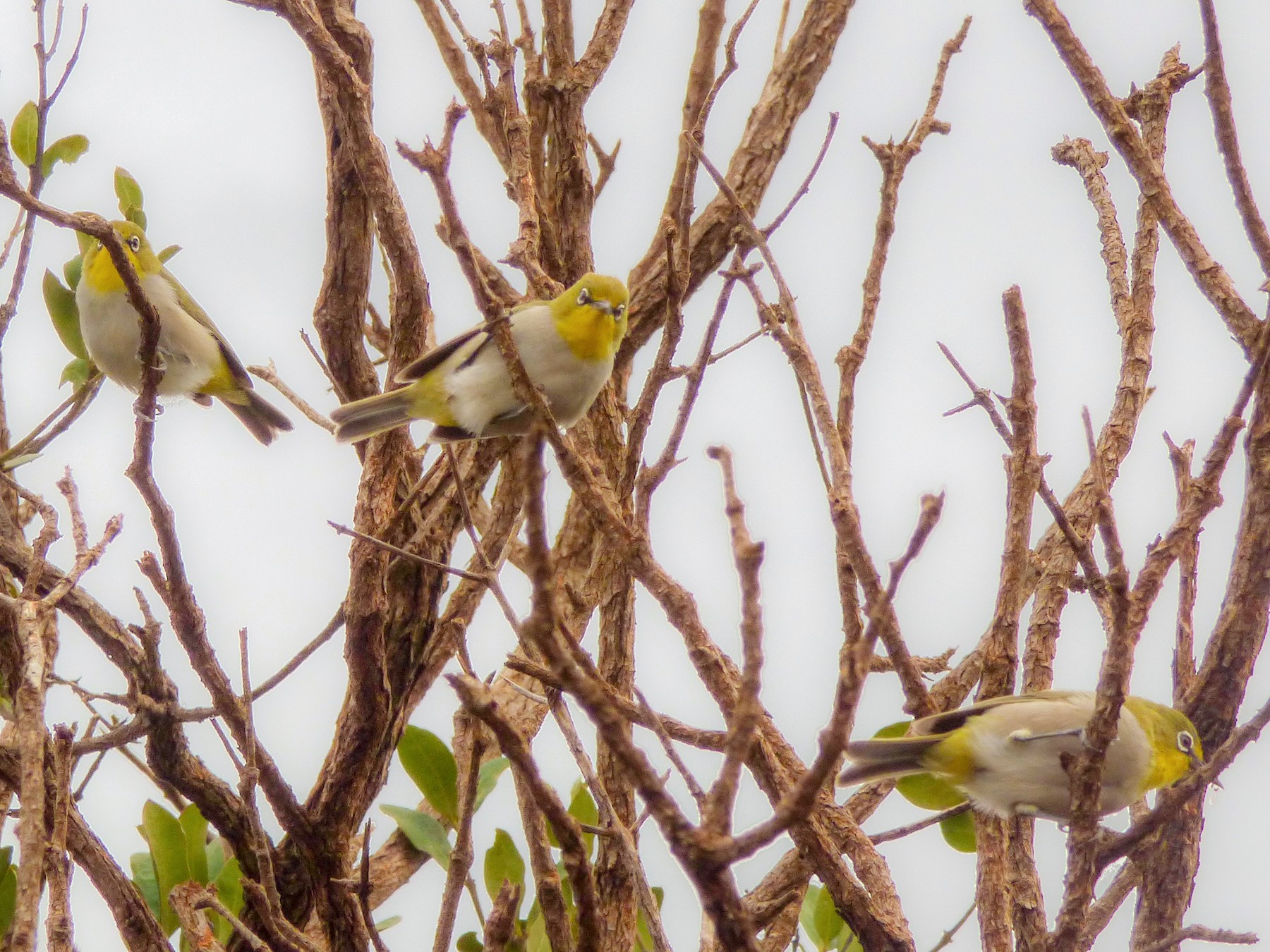Abyssinian White-eye - eBird