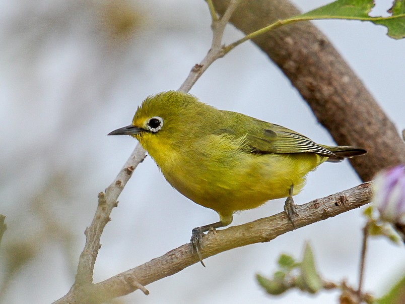 Pale White-eye - eBird