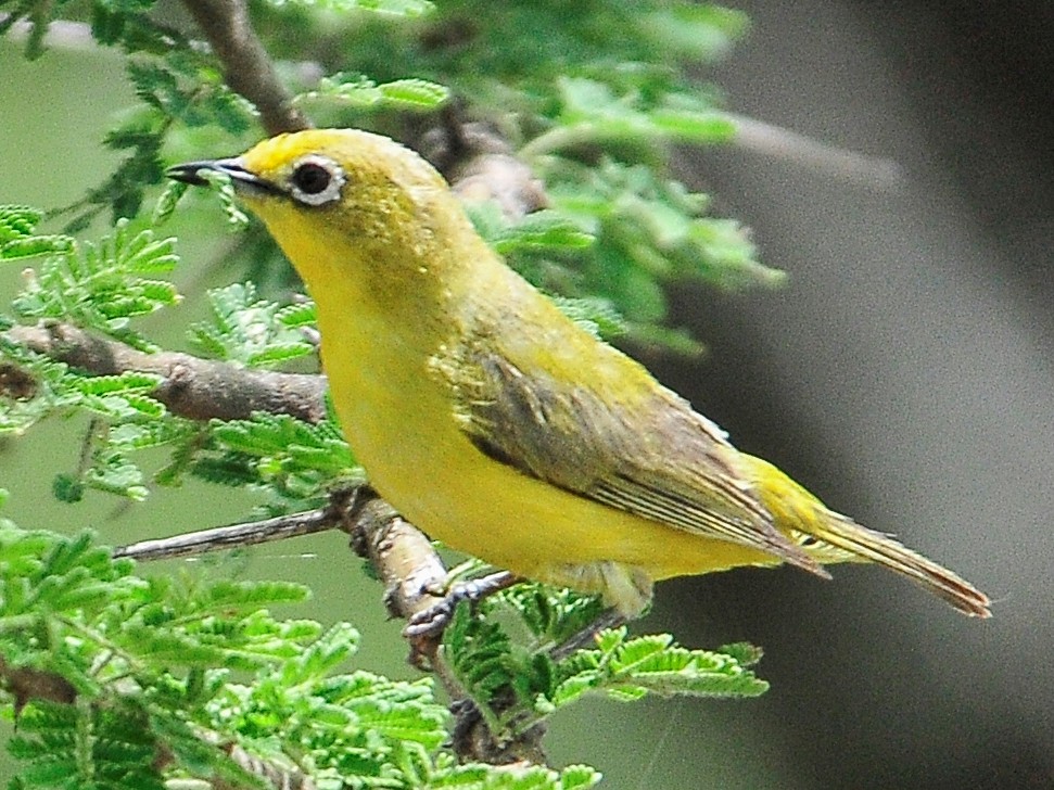 Pale White-eye - eBird