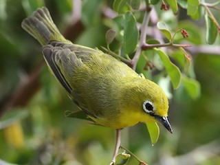 Pale White-eye - Zosterops flavilateralis - Birds of the World