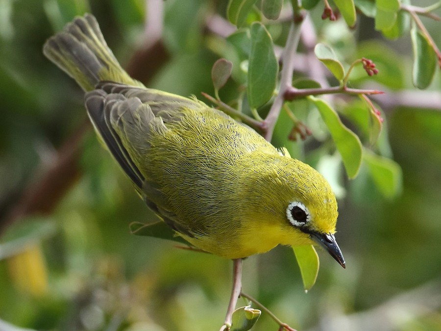 Pale White-eye - eBird