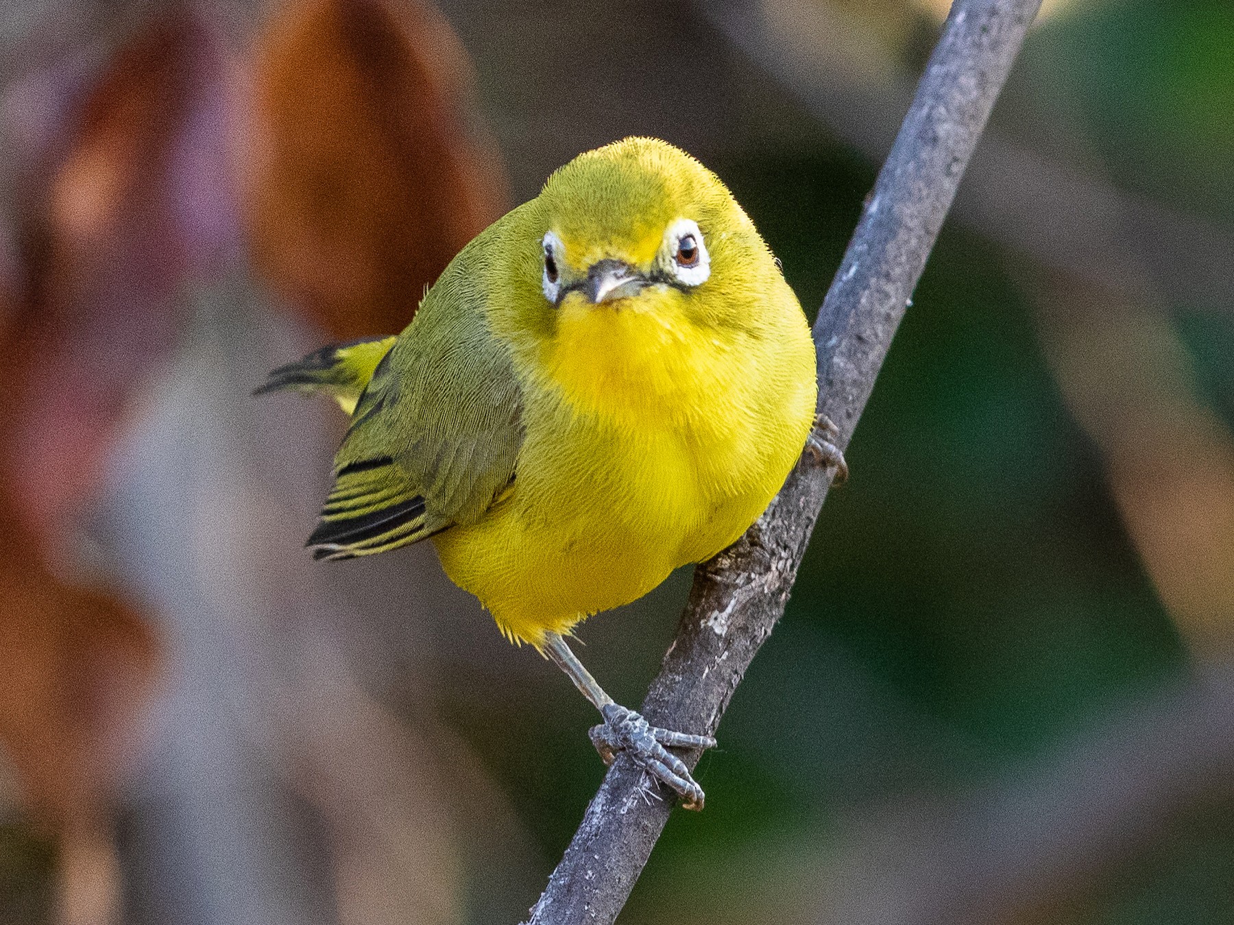 Pale White-eye - eBird