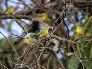 Pale White-eye - eBird