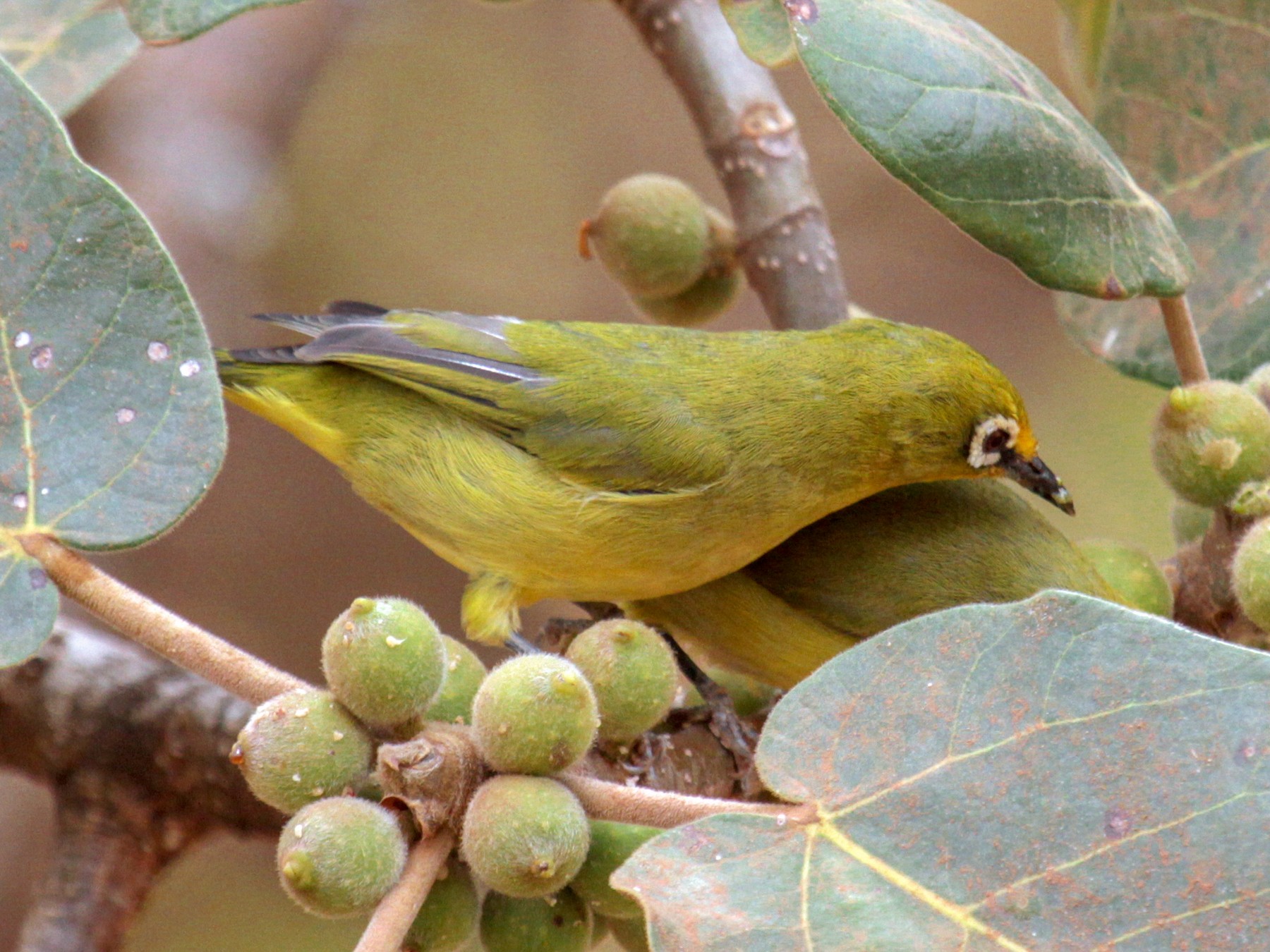 Heuglin's White-eye - eBird
