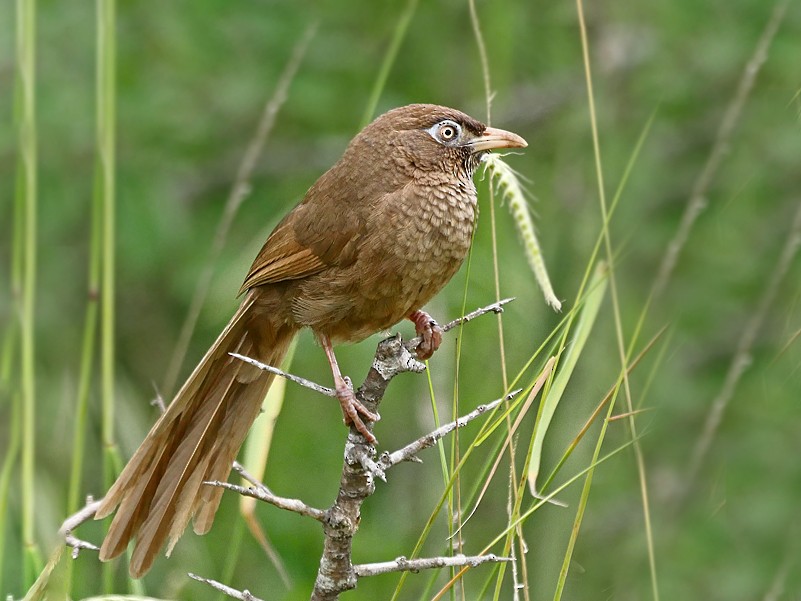 Scaly Chatterer - eBird