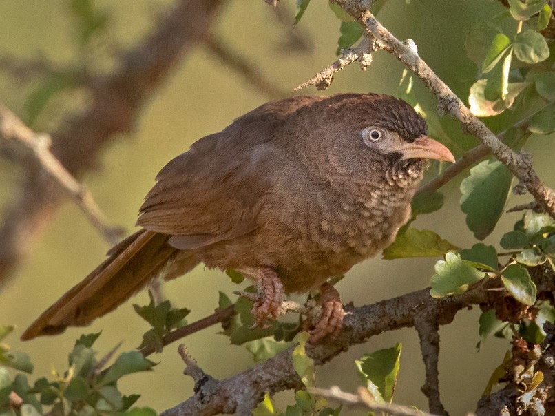 Scaly Chatterer - eBird