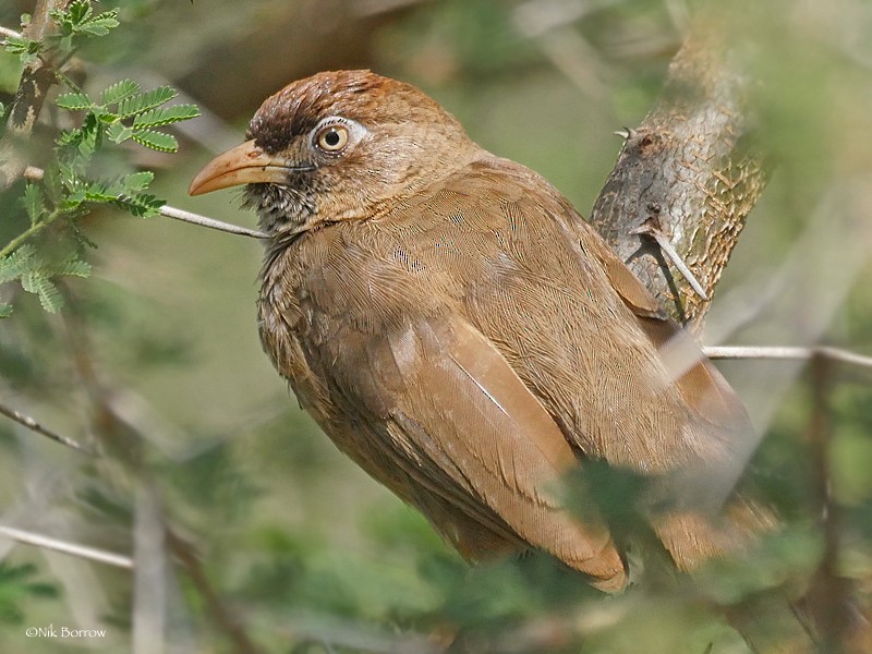 Scaly Chatterer - eBird