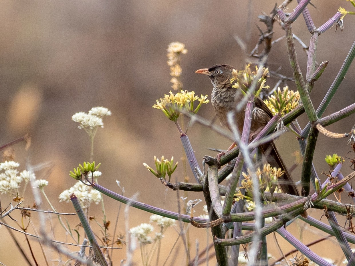 Scaly Chatterer - eBird