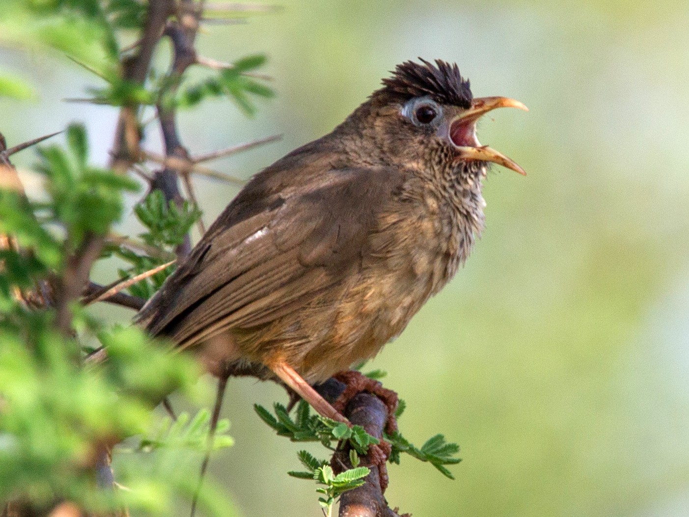 Scaly Chatterer - eBird