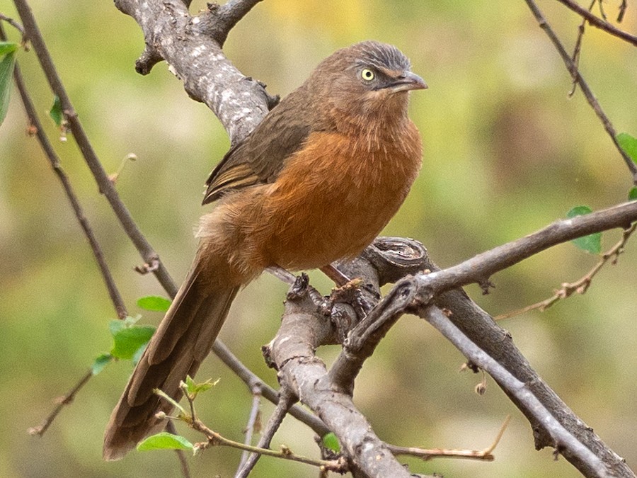 Rufous Chatterer - eBird