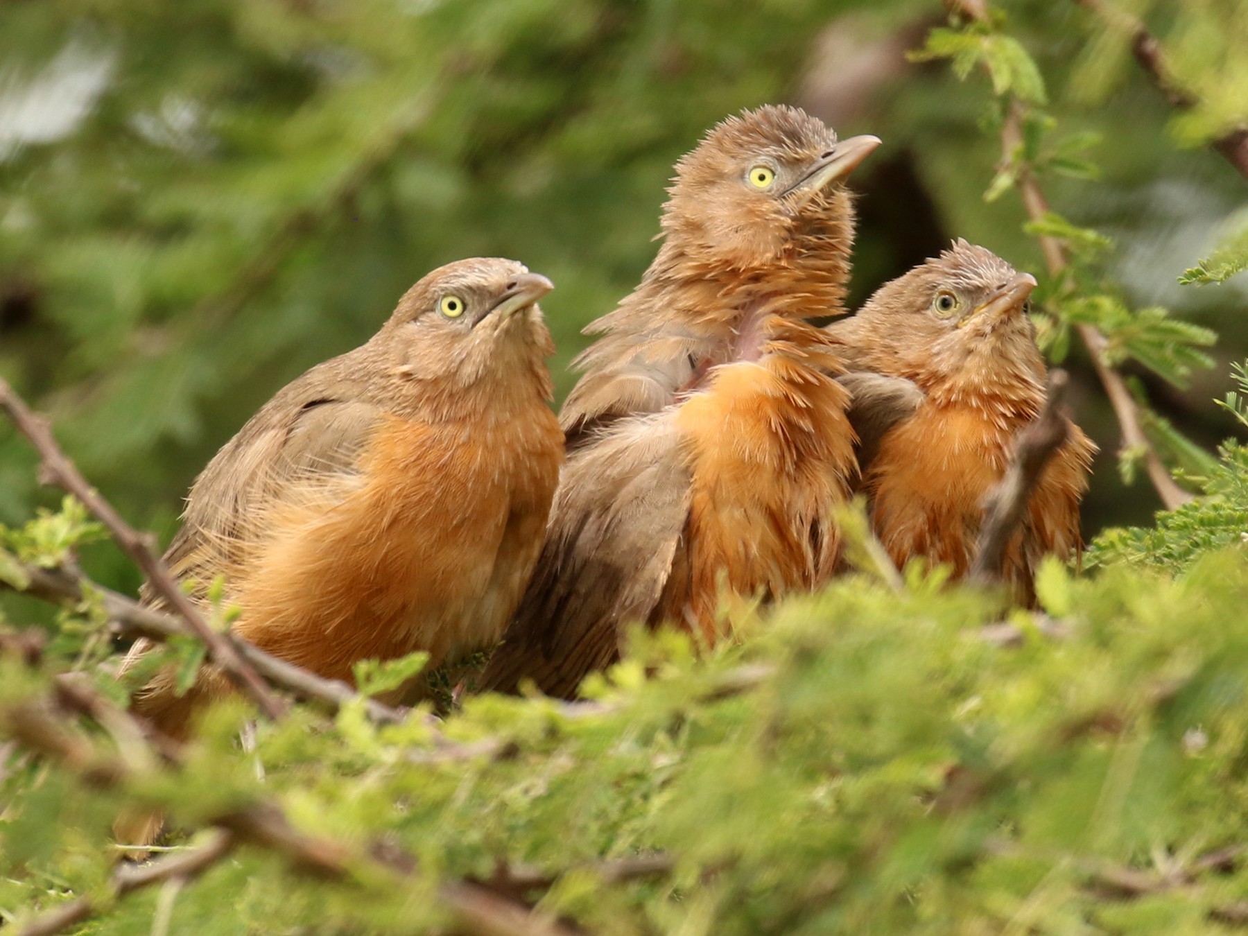 Rufous Chatterer - eBird