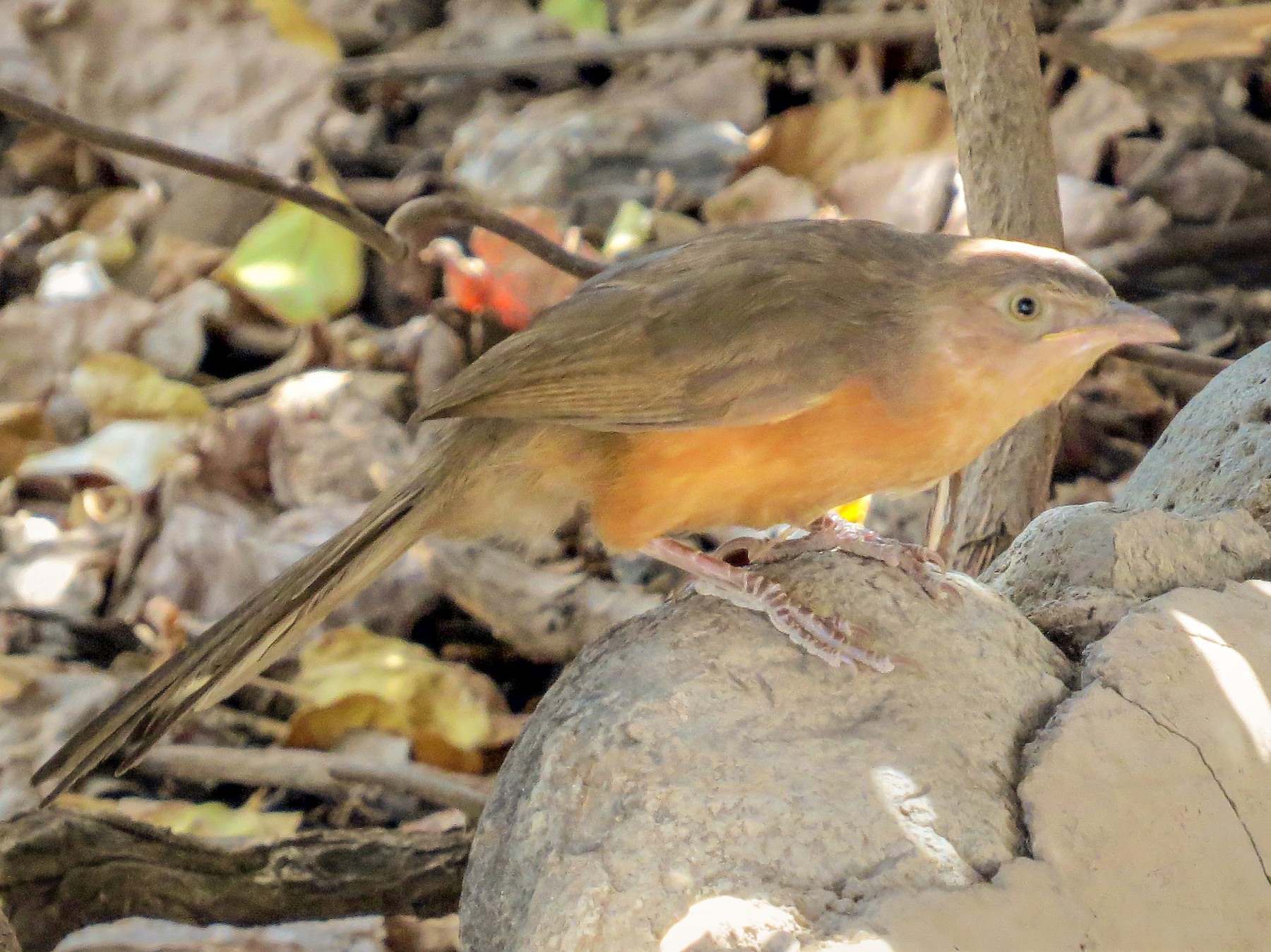 Rufous Chatterer - eBird