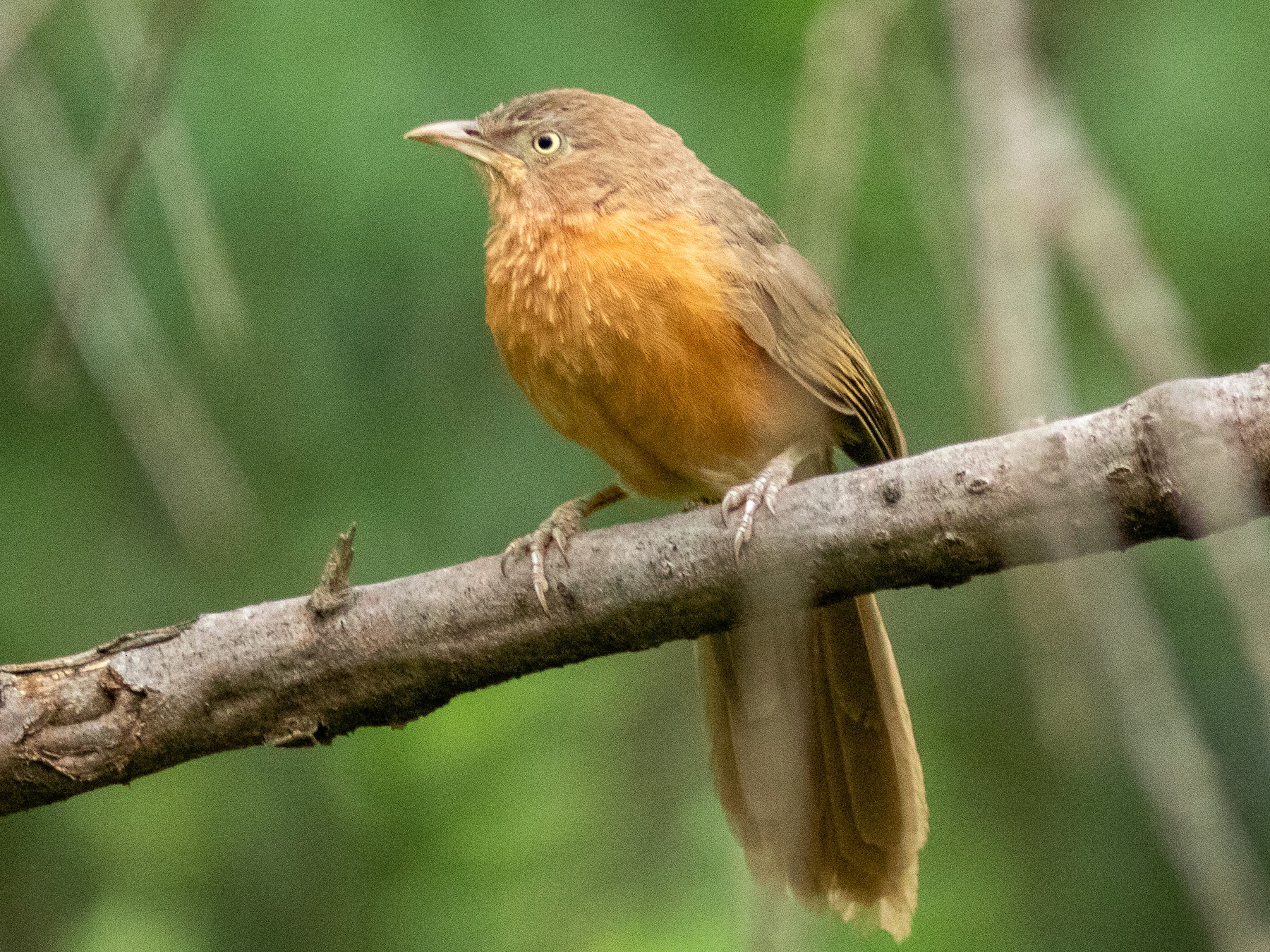 Rufous Chatterer - eBird