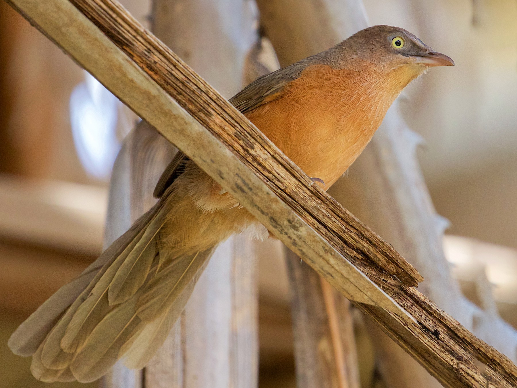 Rufous Chatterer - eBird