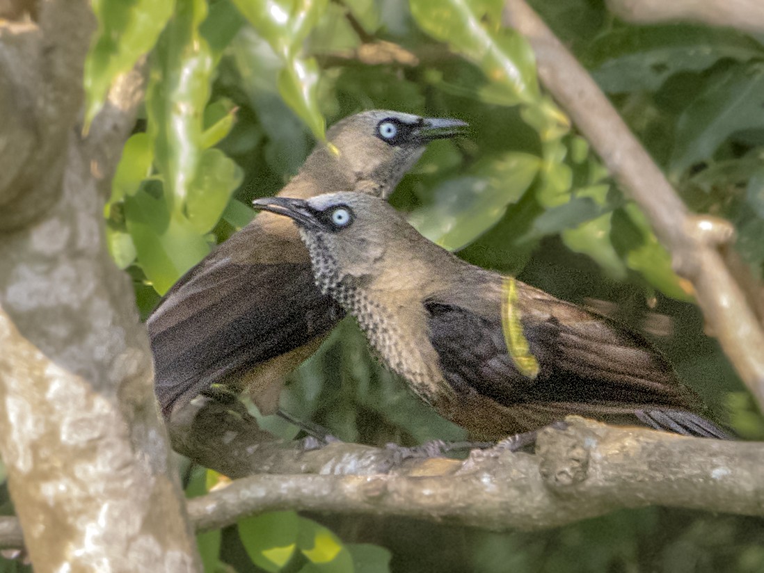 Dusky Babbler - eBird