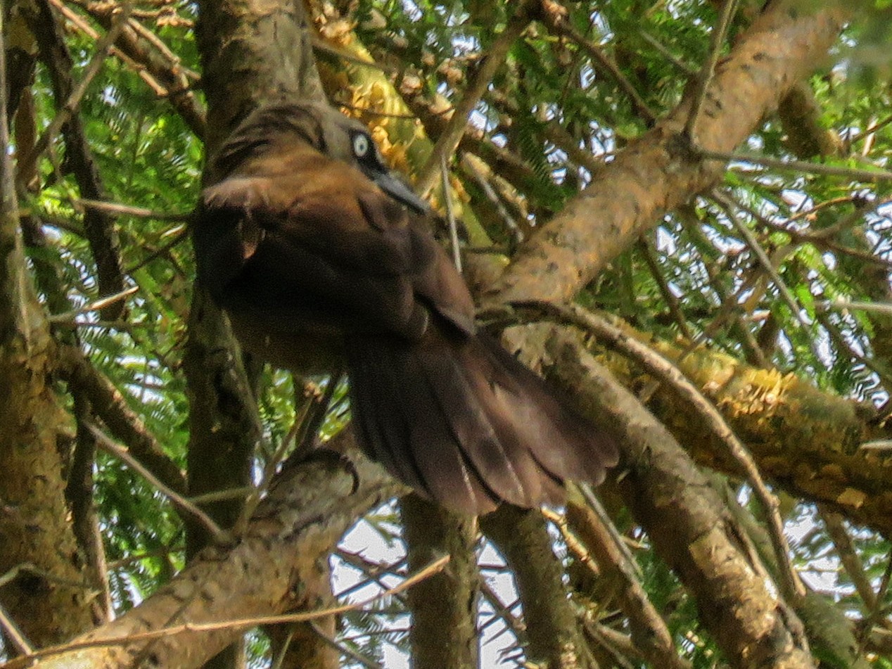Dusky Babbler - eBird
