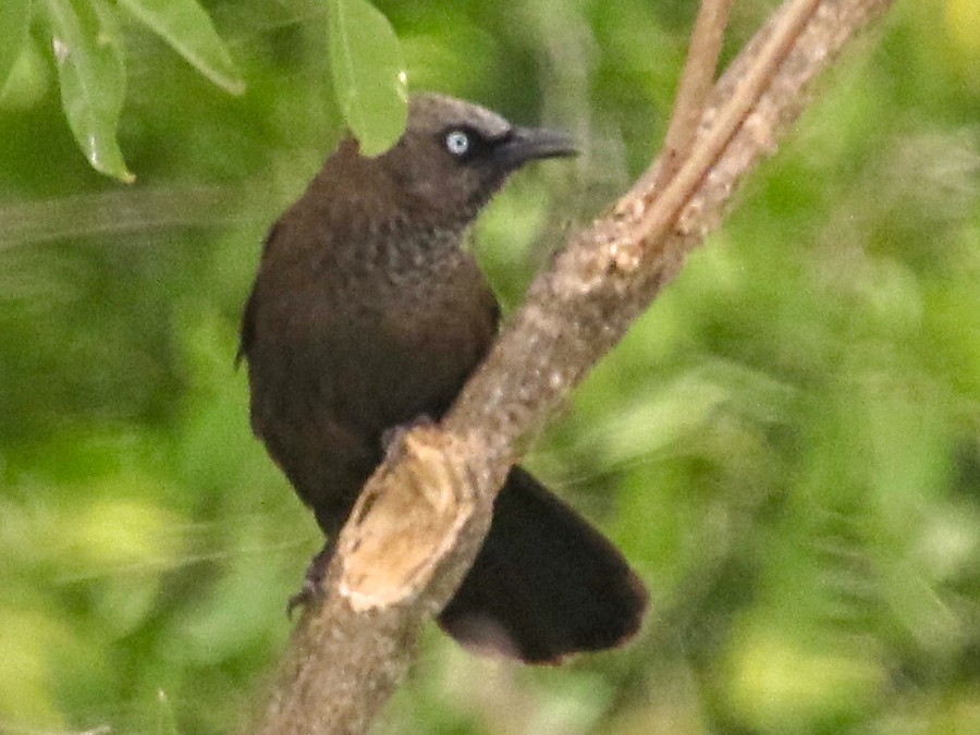 Dusky Babbler - eBird
