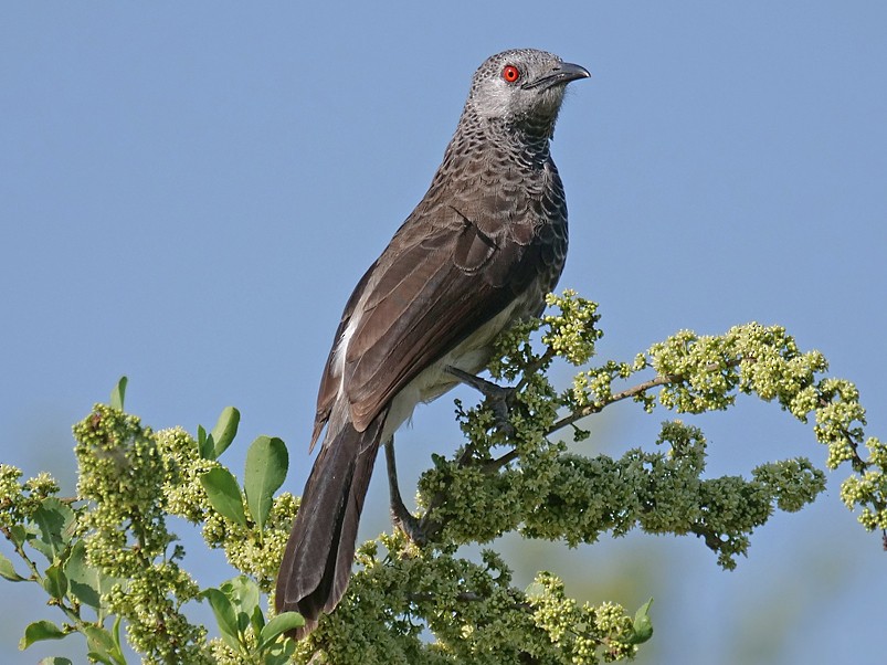 White-rumped Babbler - eBird