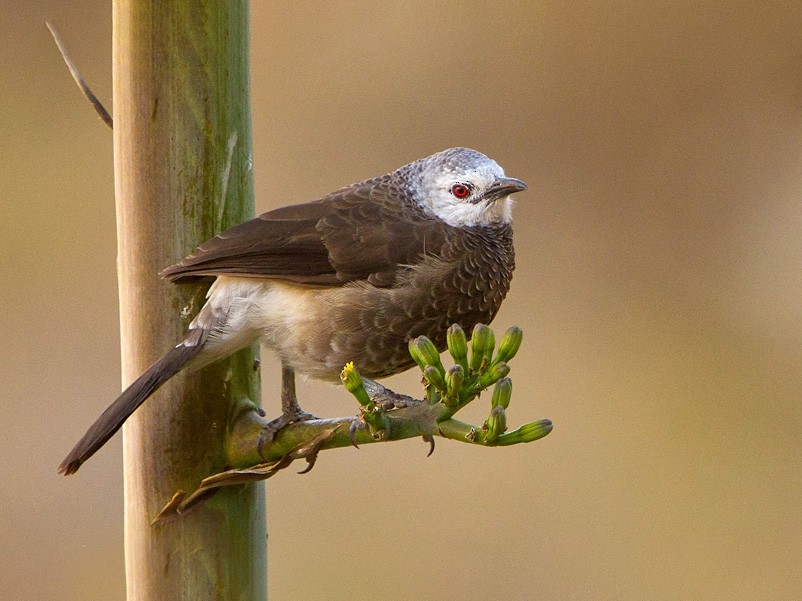 White-rumped Babbler - eBird