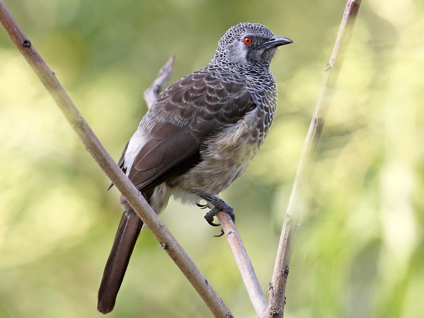 White-rumped Babbler - eBird