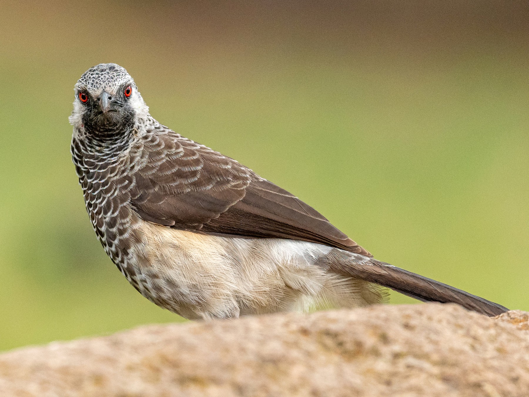 White-rumped Babbler - eBird