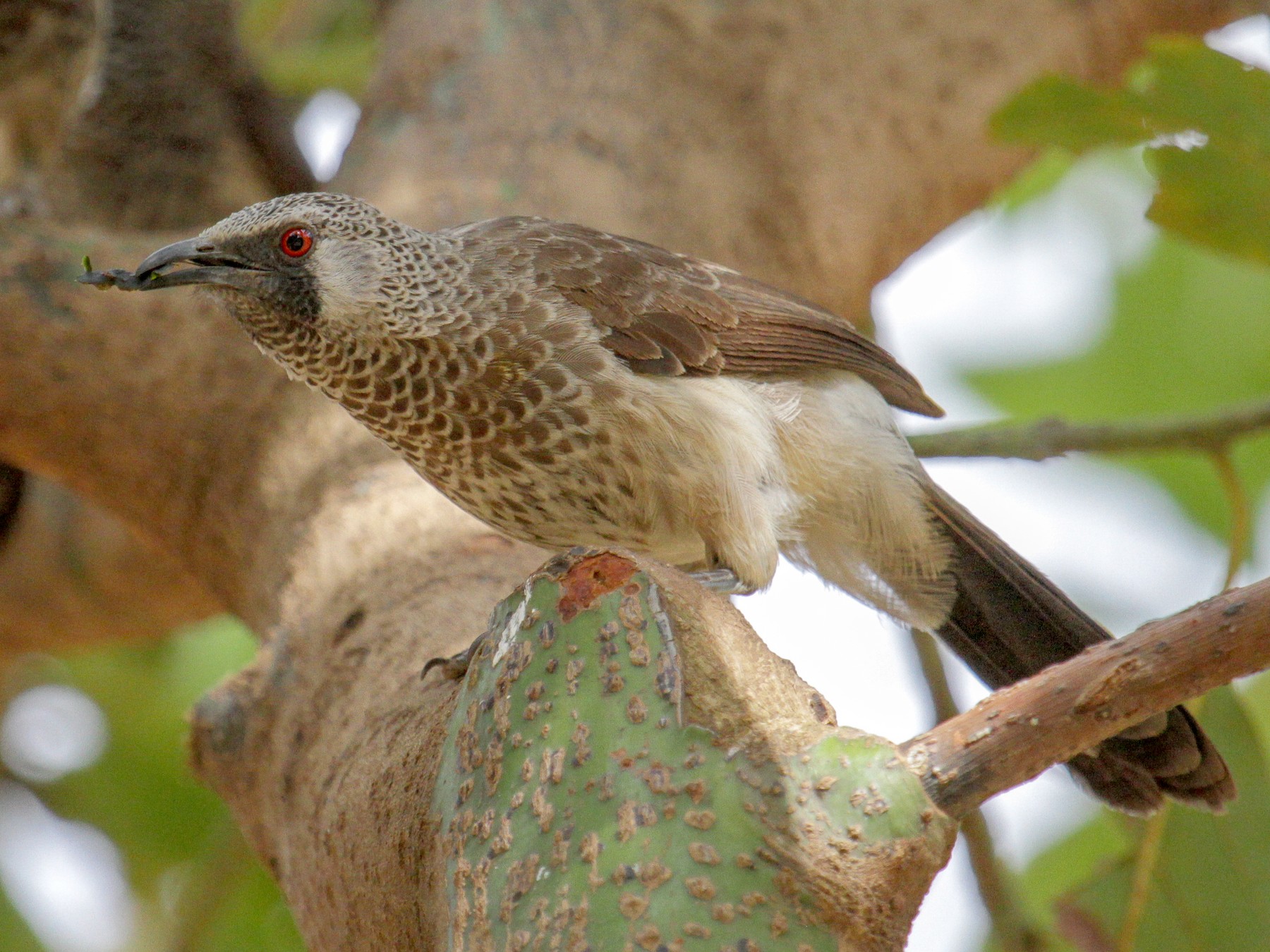 White-rumped Babbler - eBird