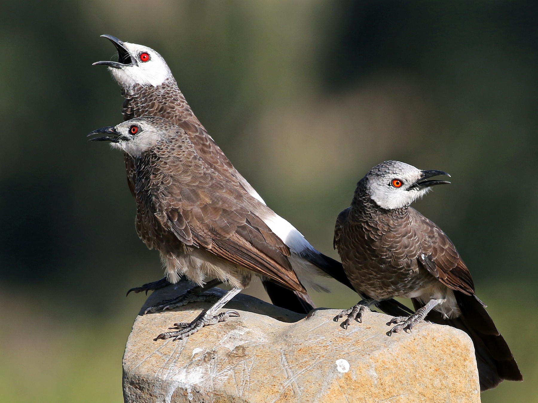 White-rumped Babbler - eBird