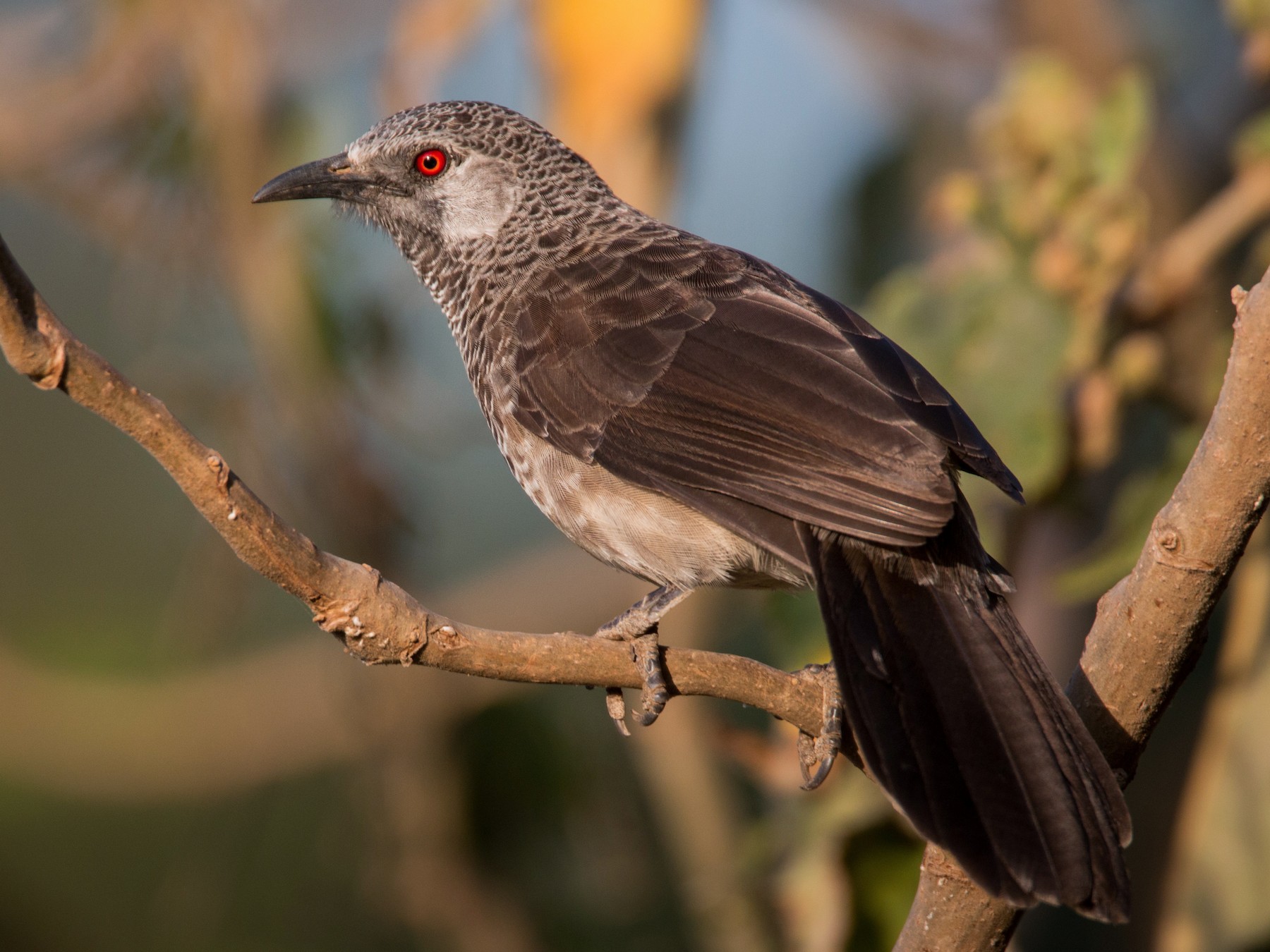 White-rumped Babbler - eBird