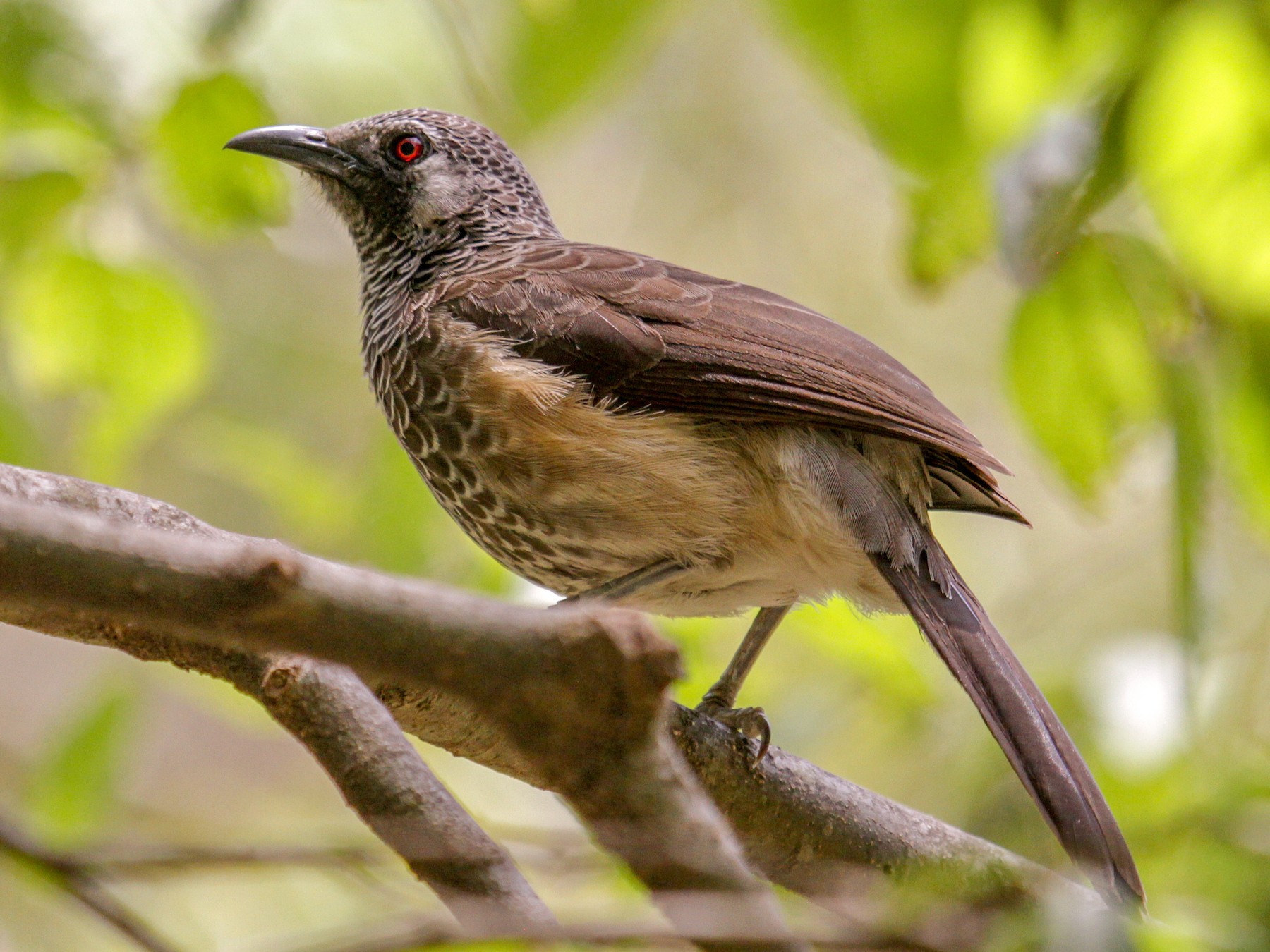 White-rumped Babbler - eBird