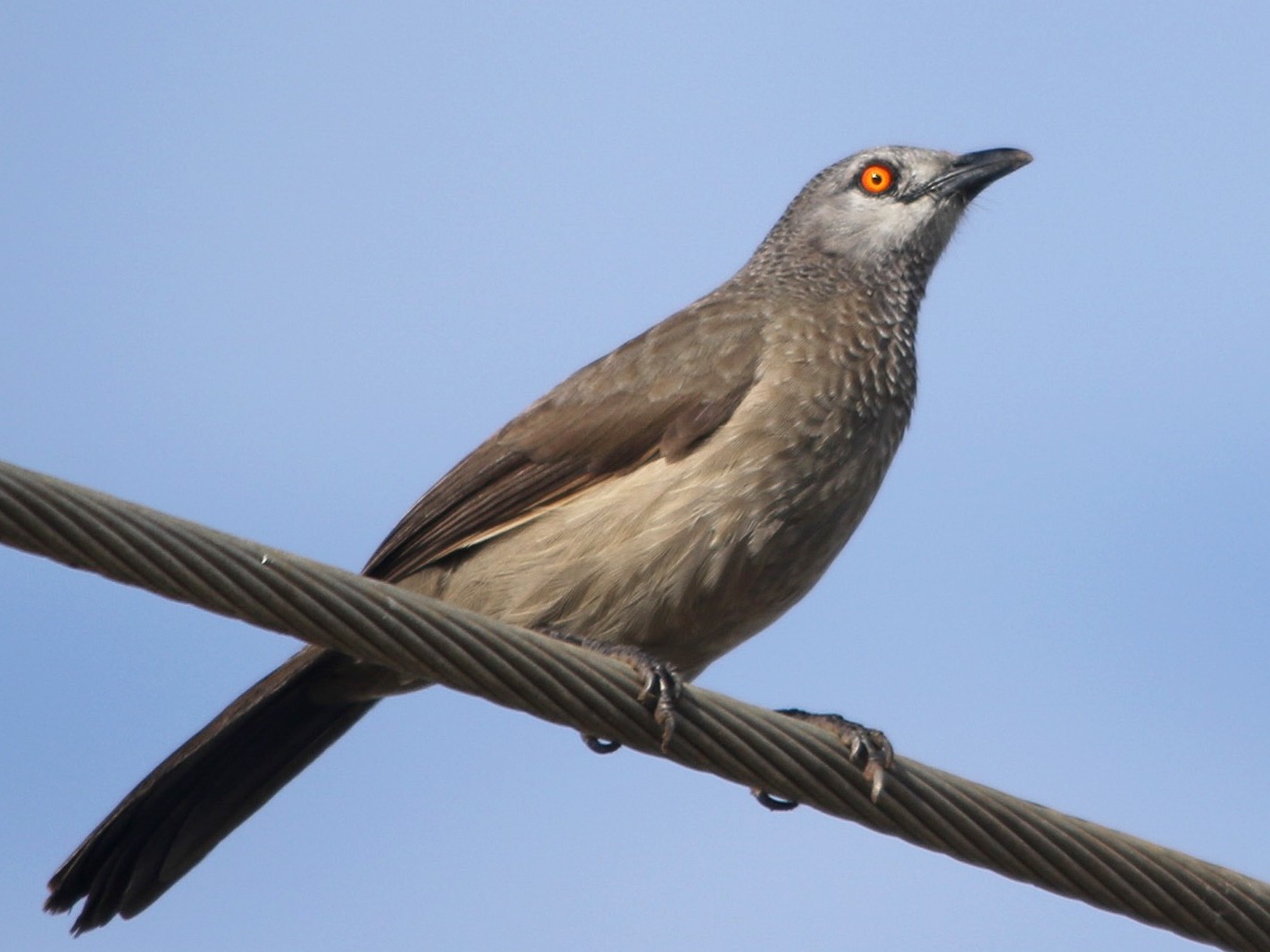 Brown Babbler - eBird