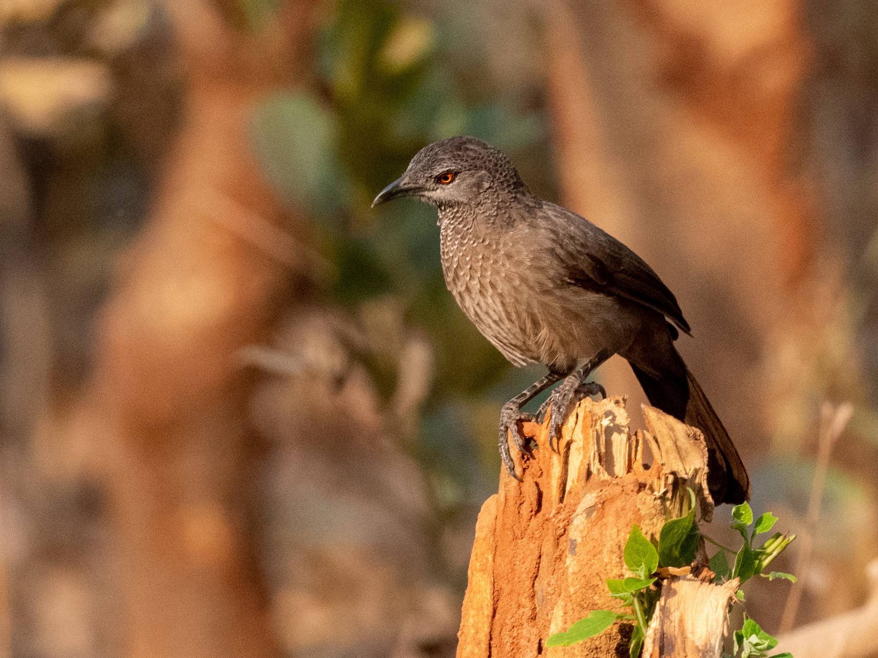Brown Babbler - eBird
