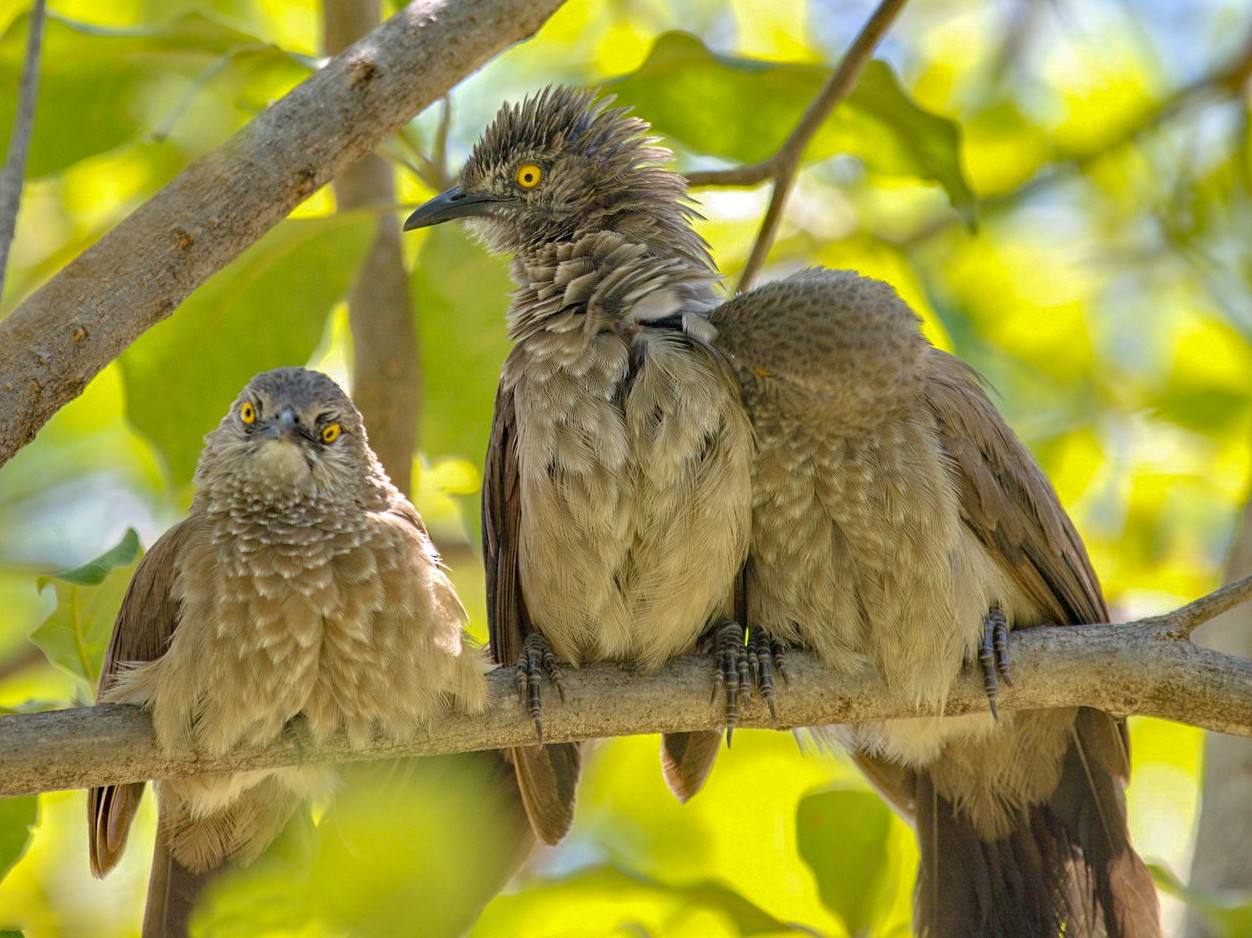 Brown Babbler - eBird