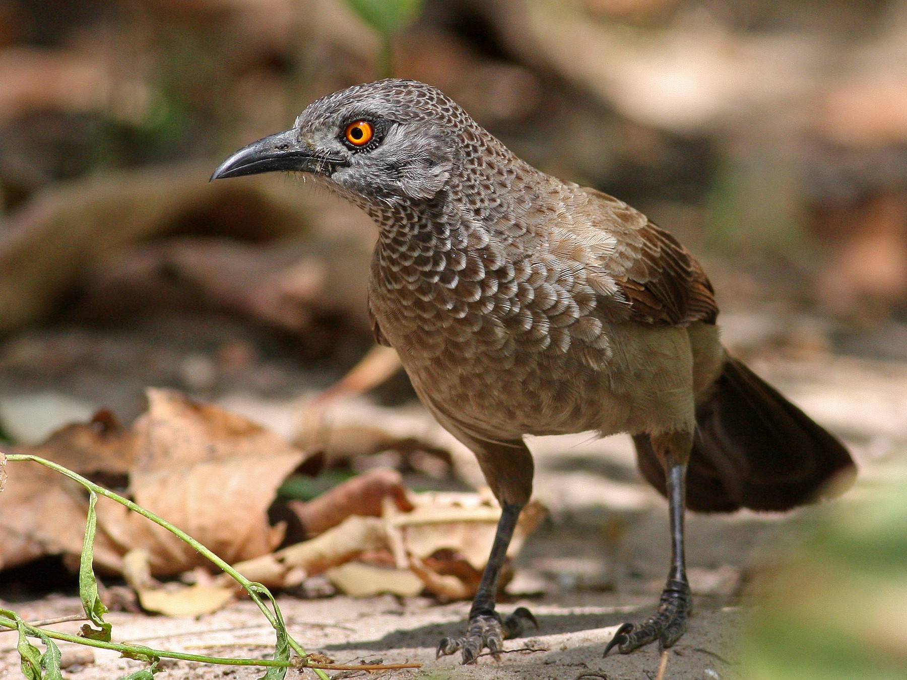 Turdoide Pardo - eBird