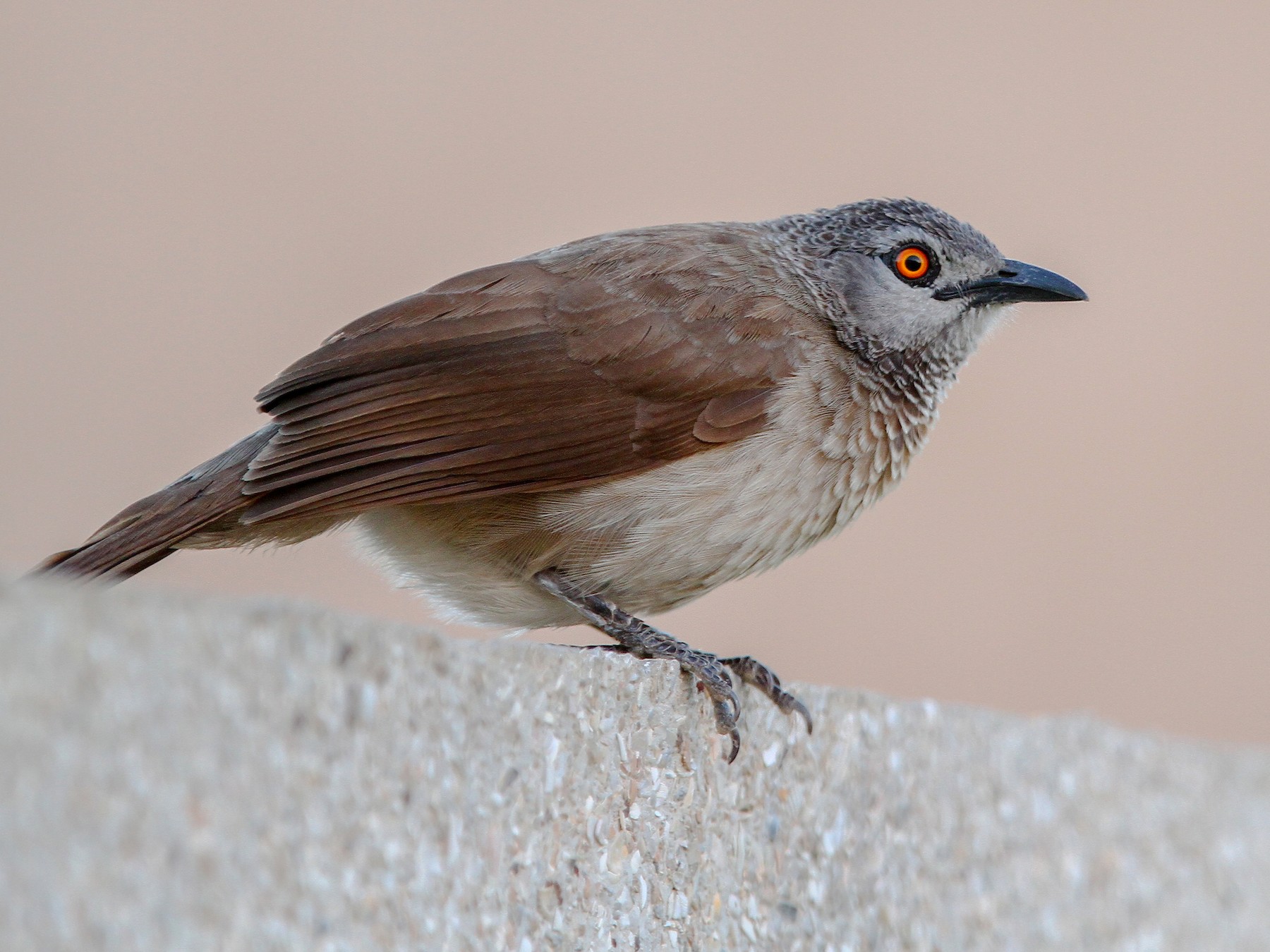 Brown Babbler - eBird