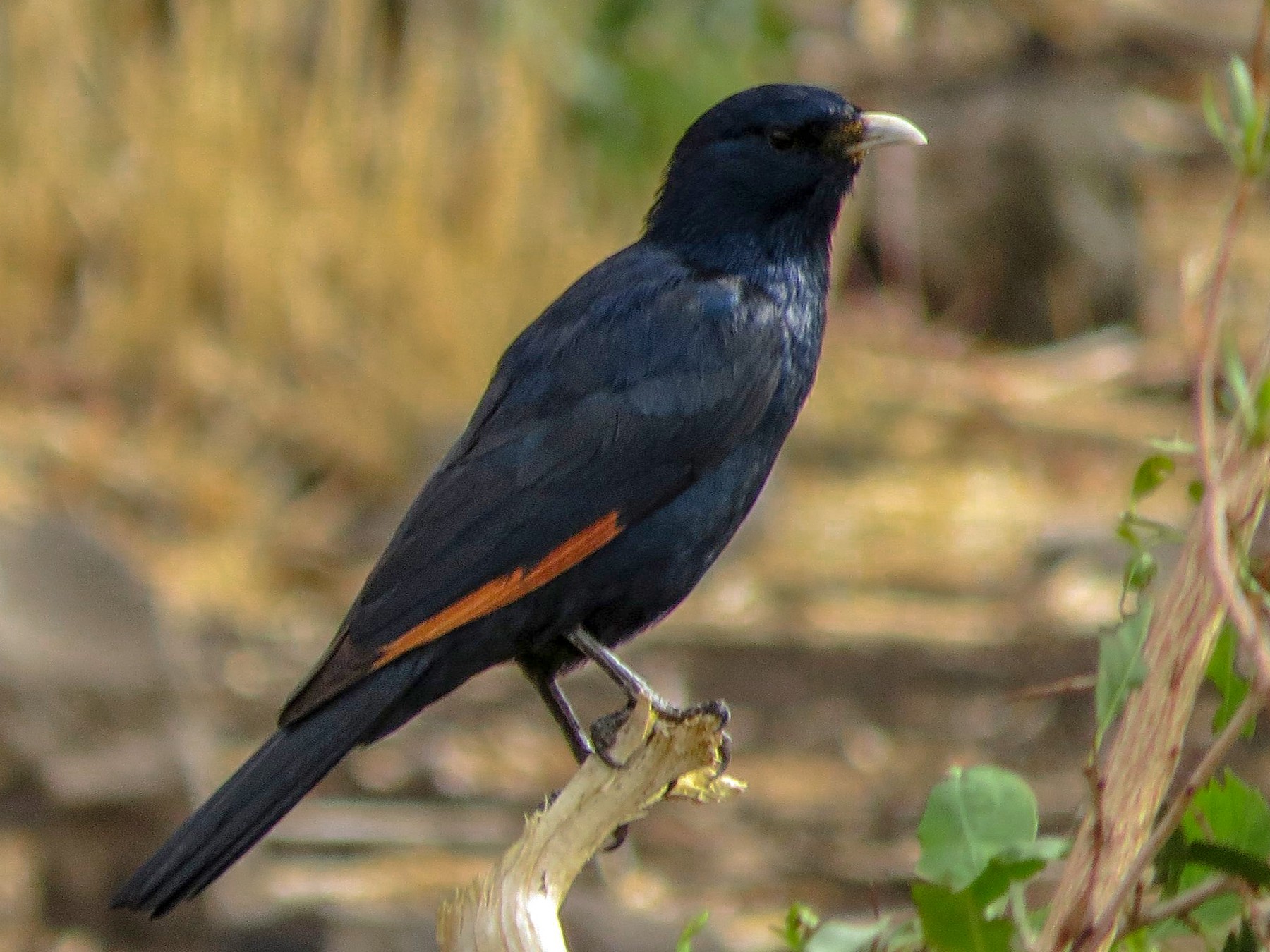 White-billed Starling - eBird