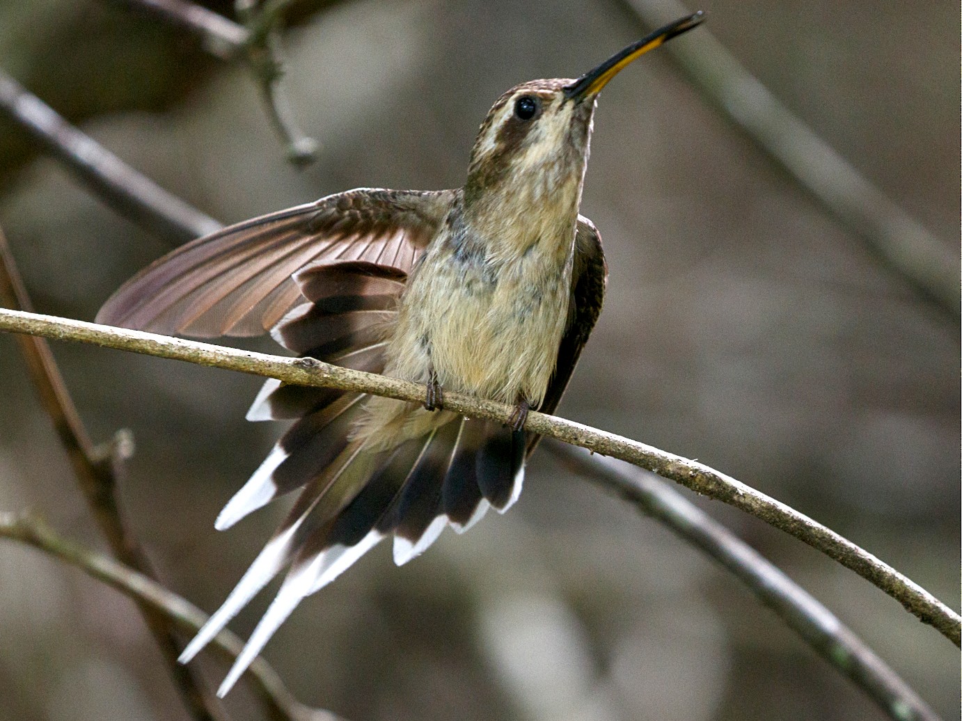 Buff-bellied Hermit - eBird