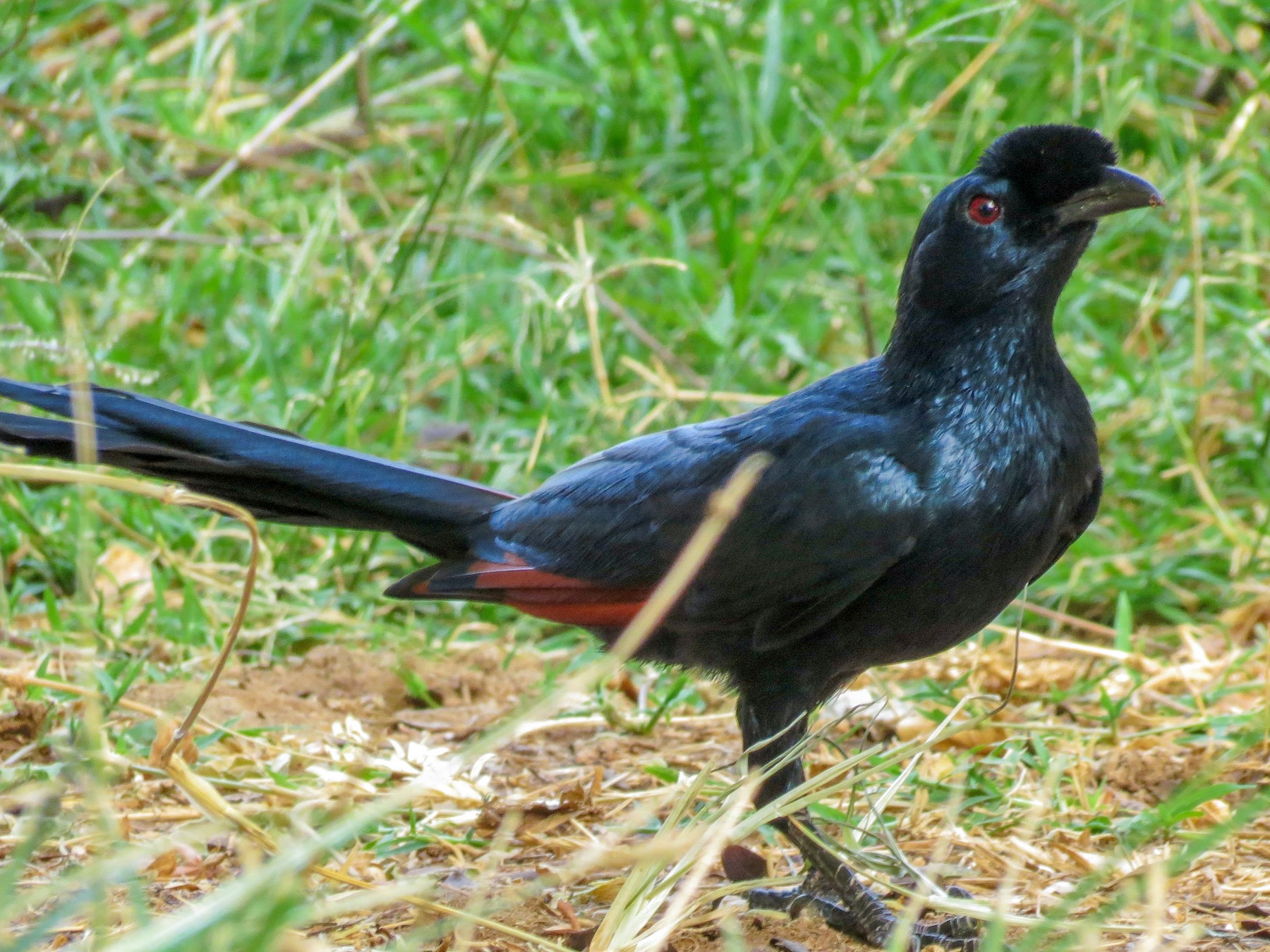 Bristle-crowned Starling - eBird