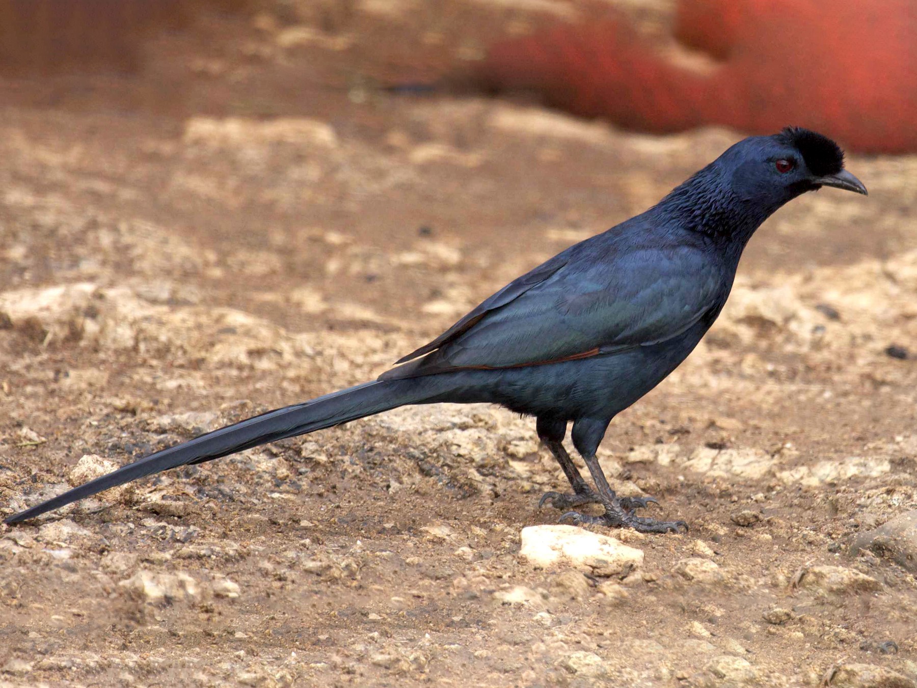 Bristle-crowned Starling - eBird