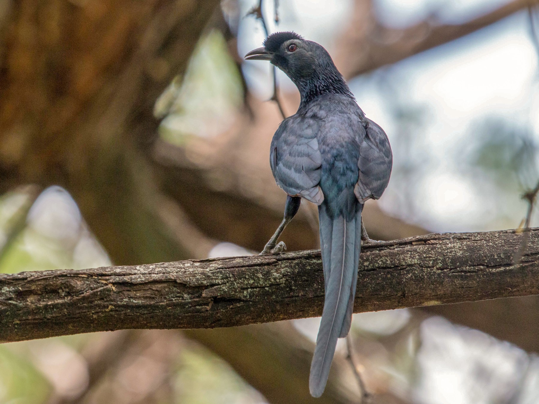 Rufipenne de Salvadori - eBird