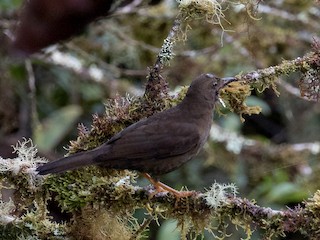 Pale-eyed Thrush - eBird