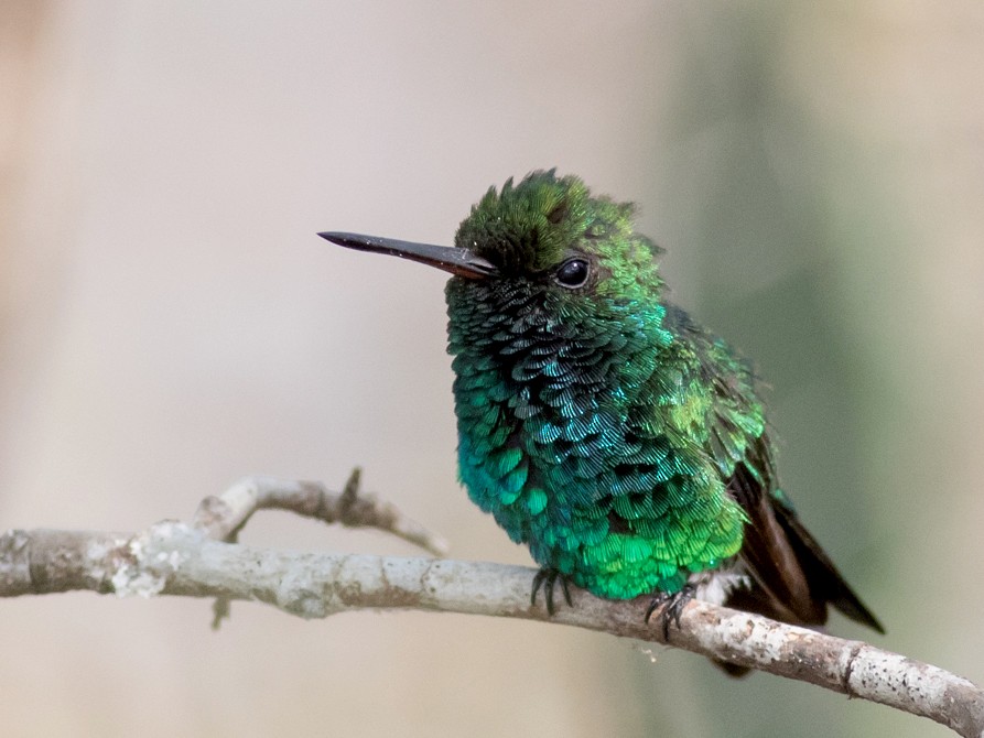 Red-billed Emerald - eBird
